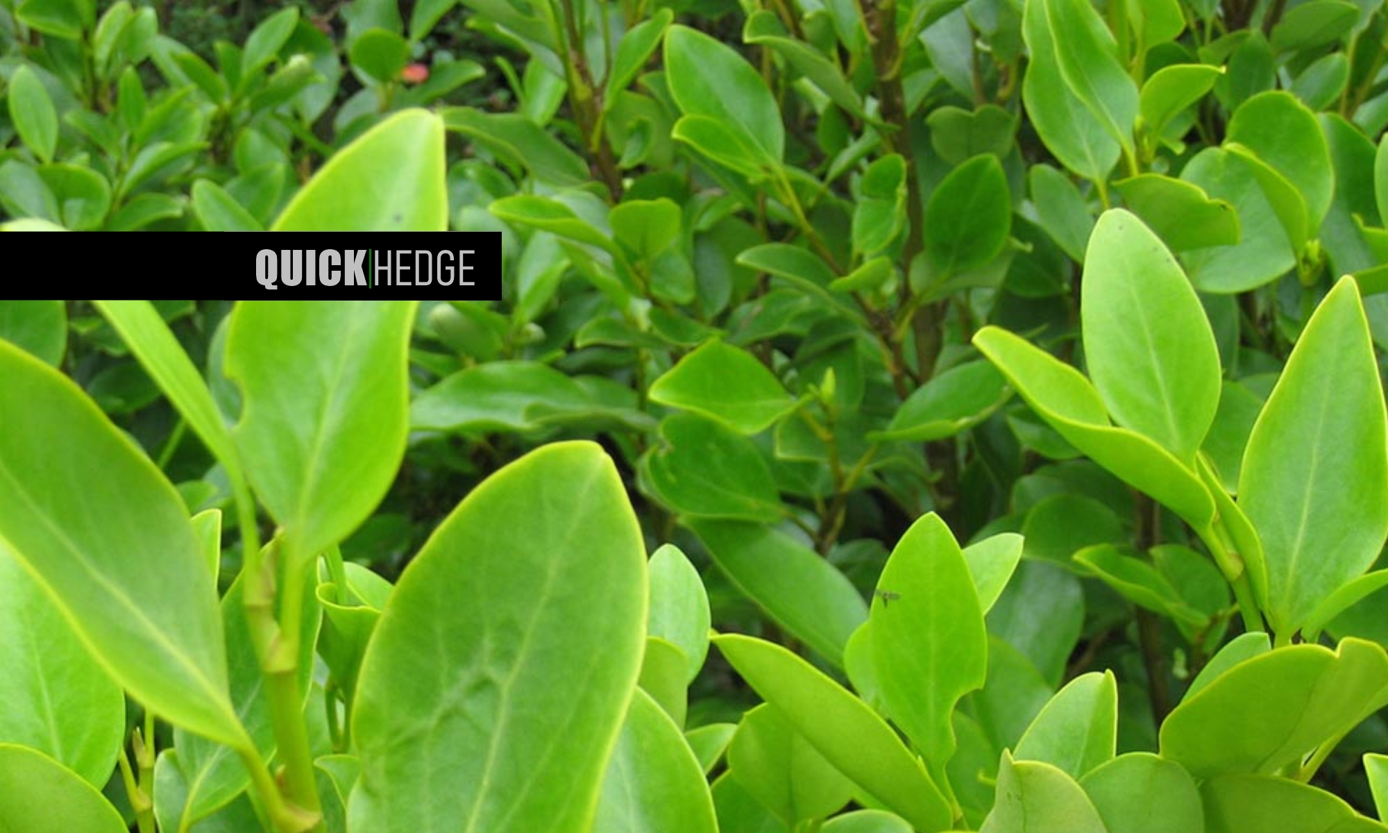 Beautiful Hedges – Supplied, Delivered And Planted At Wholesale Prices