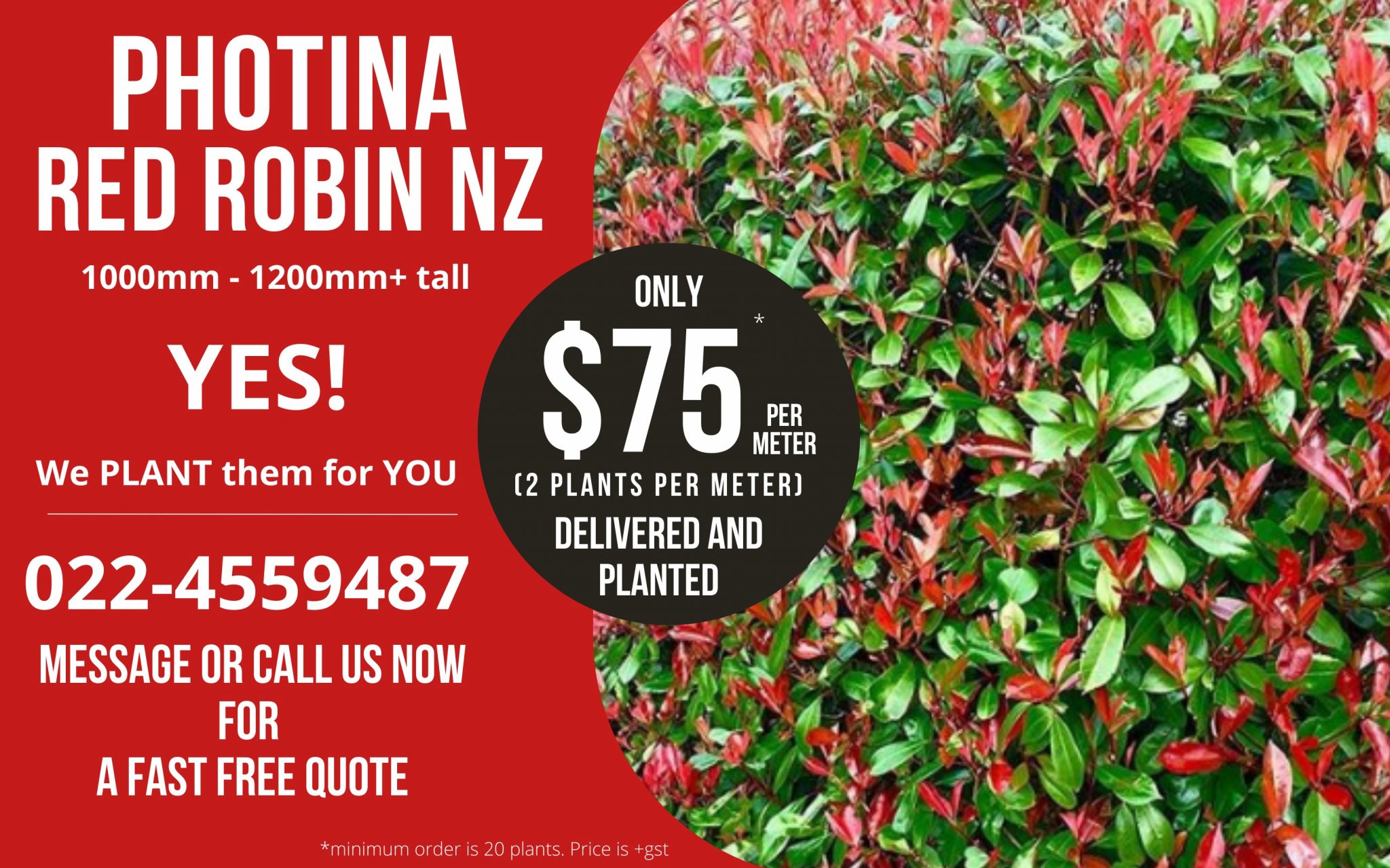 Photinia Red Robin For Sale | Large Photinia Red Robin