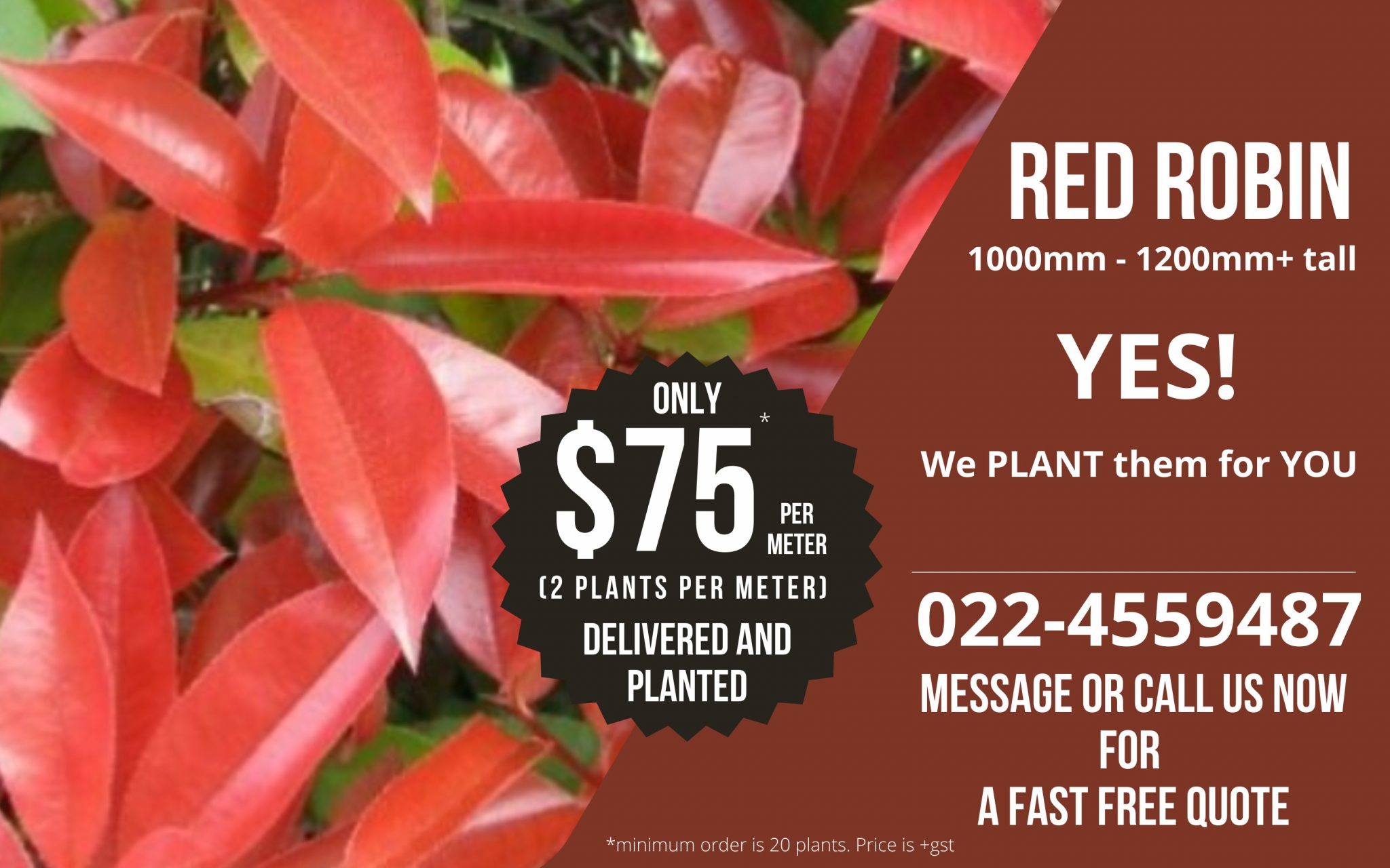 Stunning Red Robin For Sale - NZ Best Quality Hedge Plants