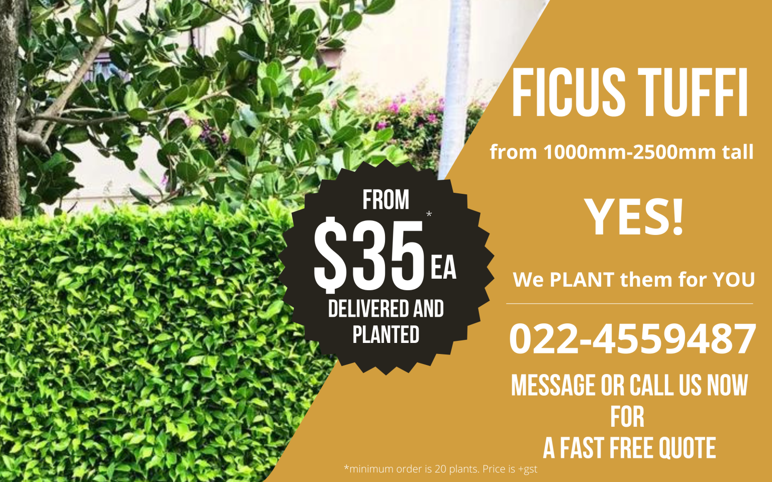 Ficus Tuffi Hedging - Quality Hedges