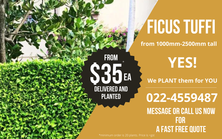 Ficus Tuffi For Sale - Quality Hedges