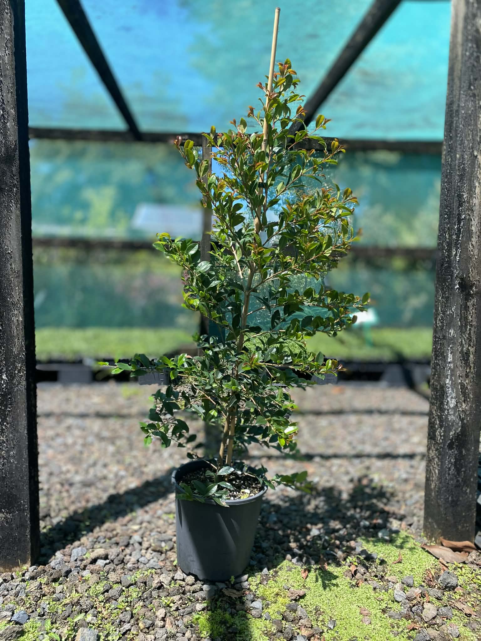 Lilly Pilly Hedging - Quality Hedges