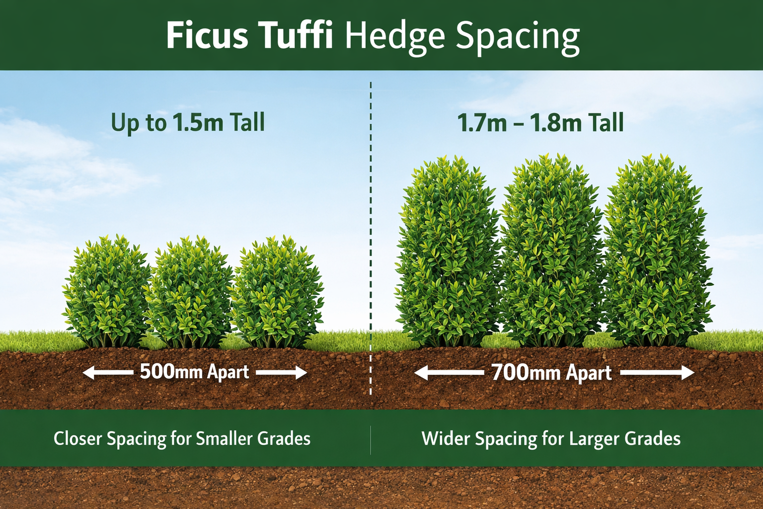 Ficus Tuffi Spacing - Quality Hedges